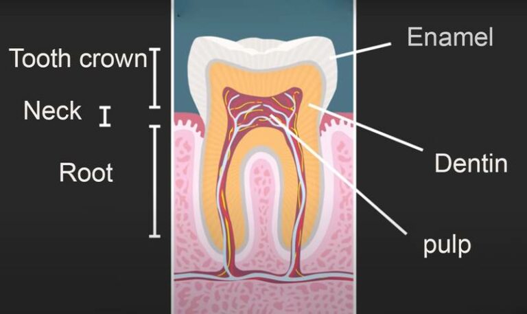 Pulpal Debridement: Everything You Need to Know